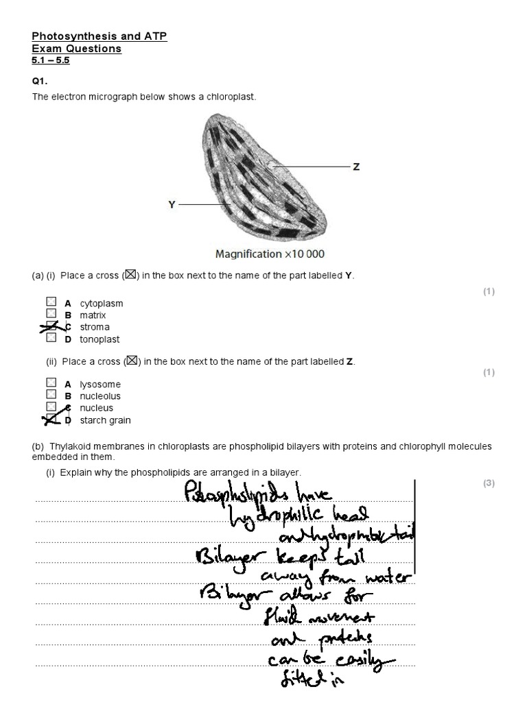 Photosynthesis Questions | PDF | Photosynthesis | Chloroplast
