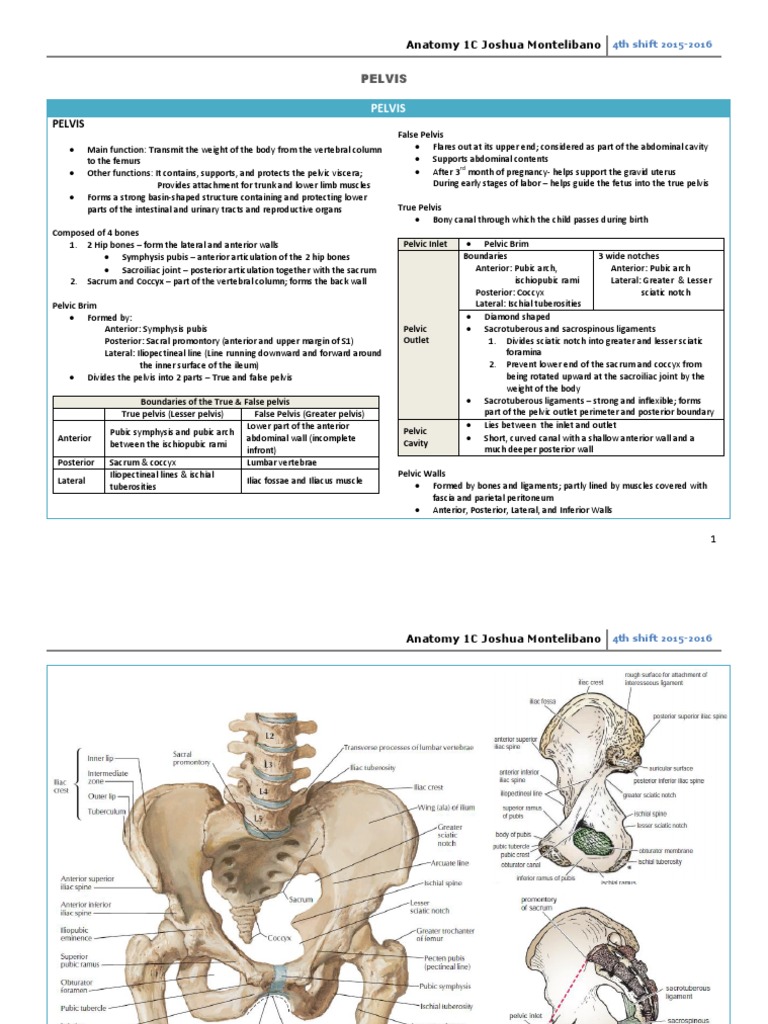 07 Pelvis, Perineum, Reproductive | PDF | Pelvis | Vertebral Column