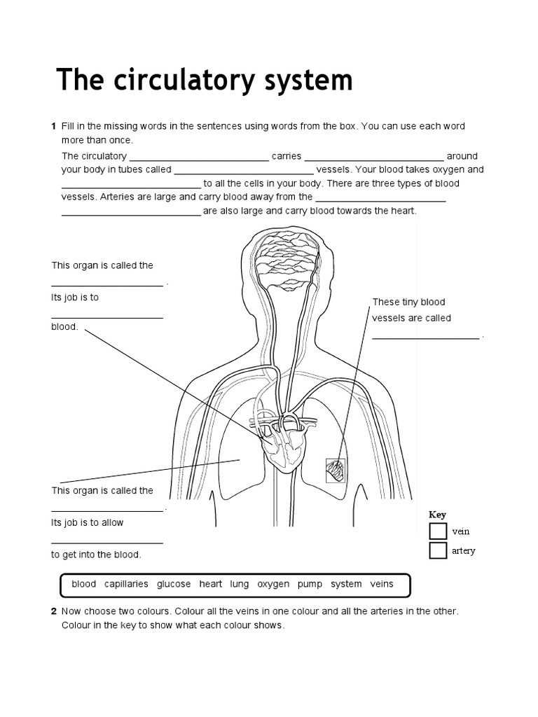 Circulation Word Frame and Diagram | PDF