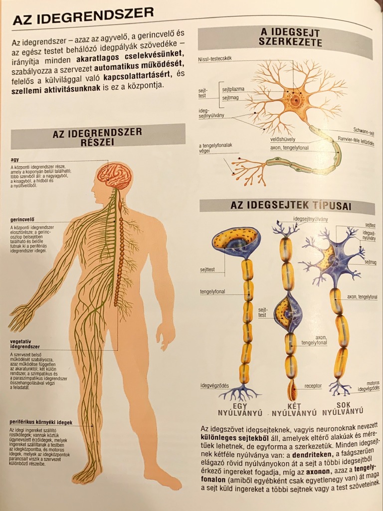 Anatómia Atlasz Holló És Társa - 2020 10 20 Egyszerű CSTK PDF | PDF
