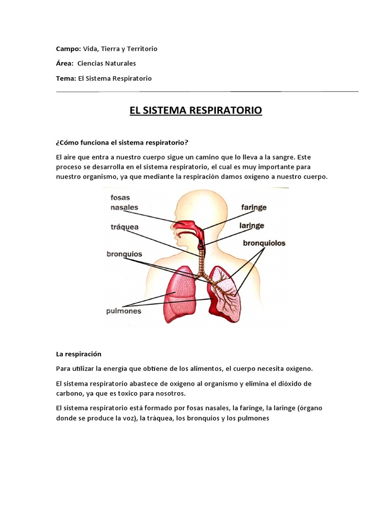 El Sistema Respiratorio Actividades | PDF | Sistema respiratorio | Pulmón