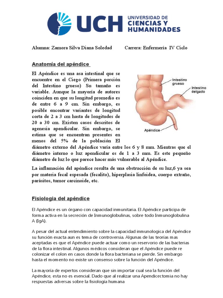 Anatomía y fisiología del apéndice: una revisión | PDF