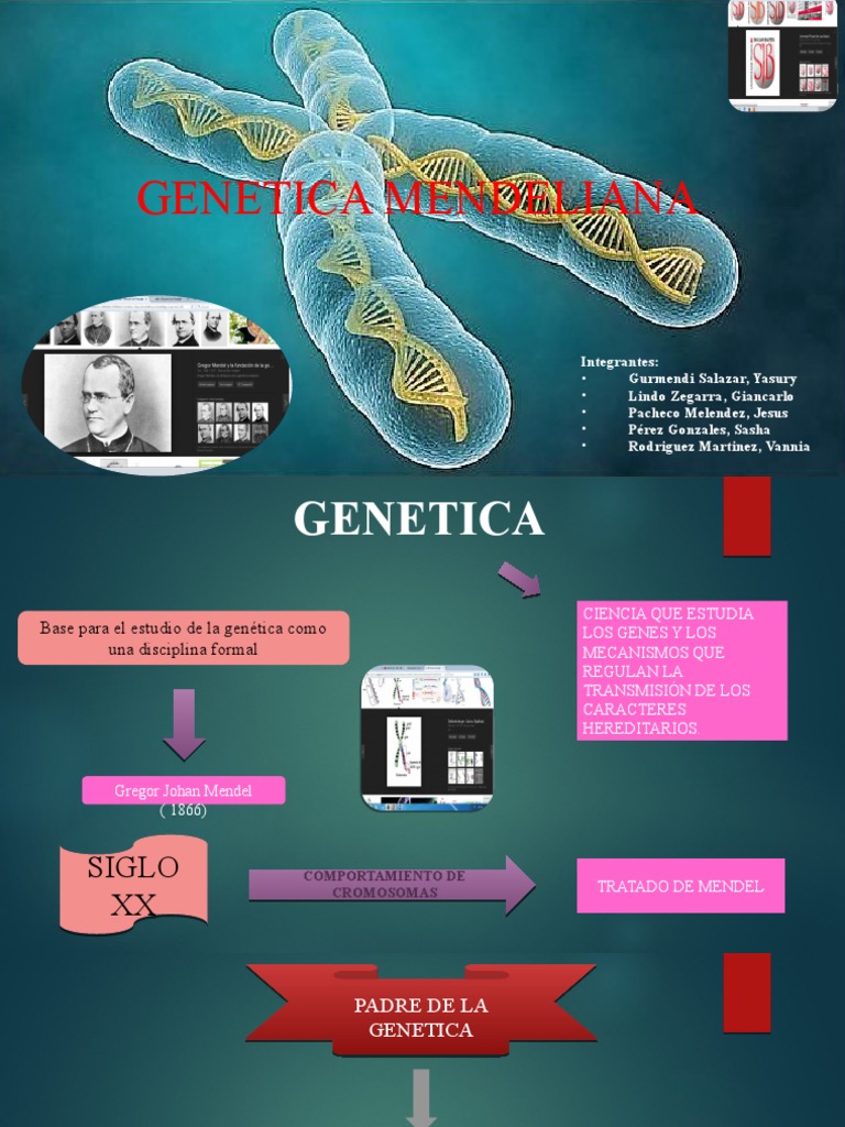 Genetica Mendeliana | PDF | Dominancia (Genética) | Genética