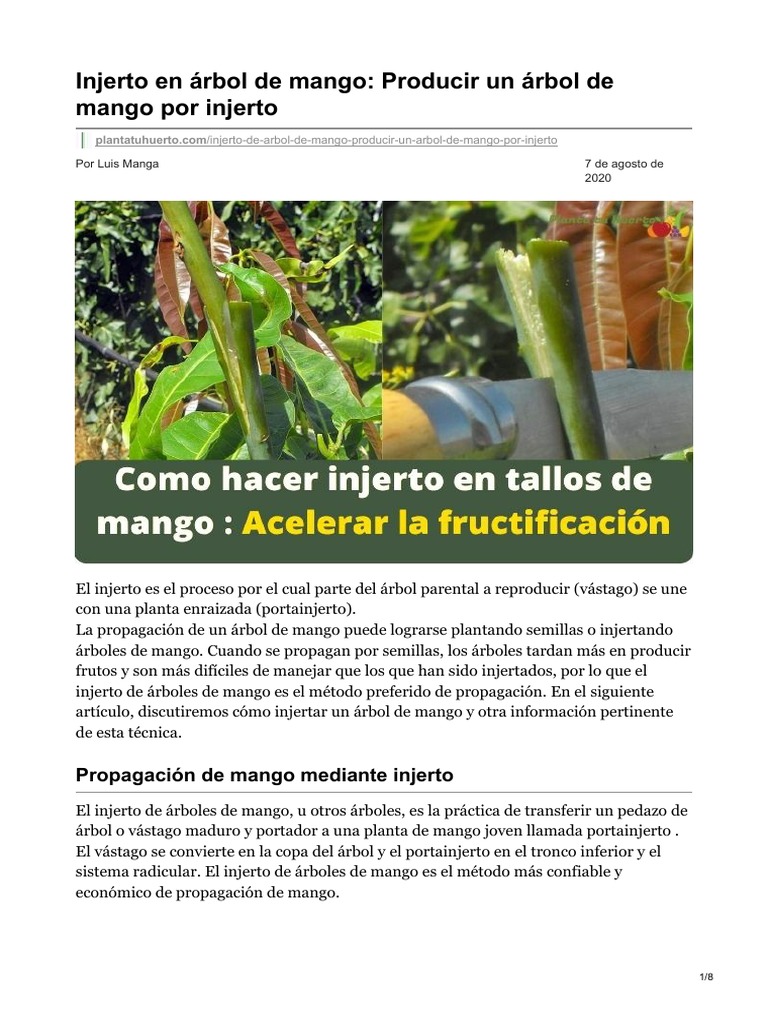 Injerto en Árbol de Mango. Producir Un Árbol de Mango Por Injerto | PDF ...
