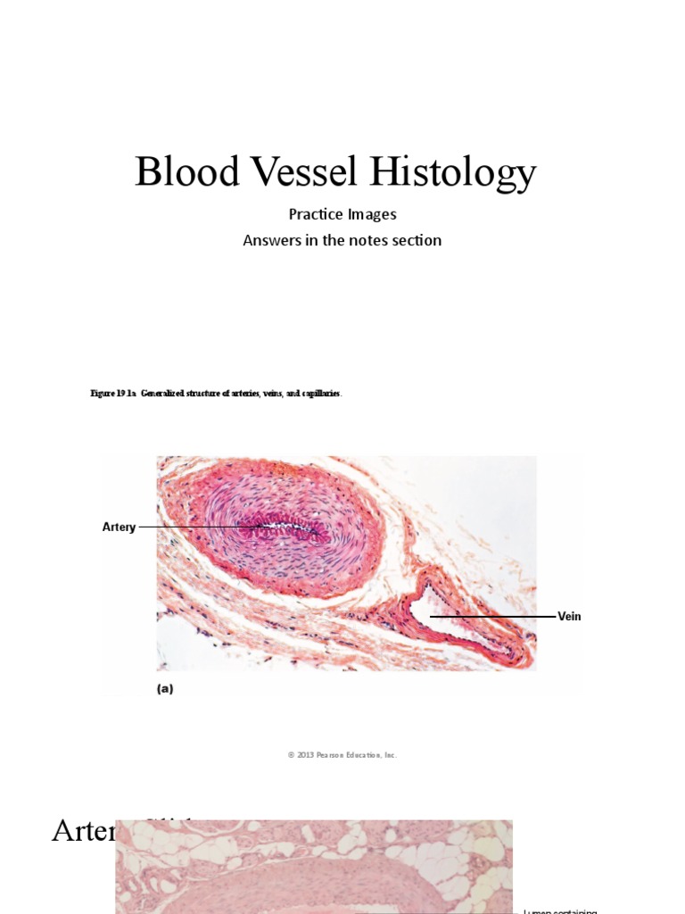 Blood Vessel Histology | PDF