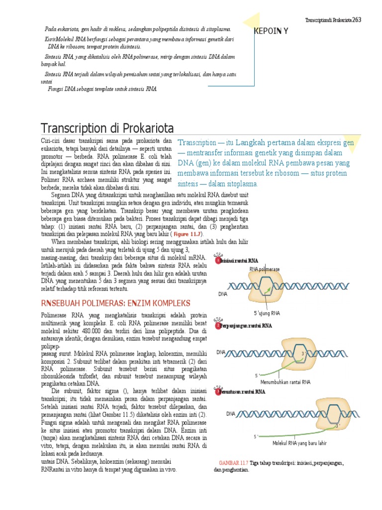 (Gardner) - (Snustad) Transkripsi Pada Makhluk Hidup - En.id | PDF