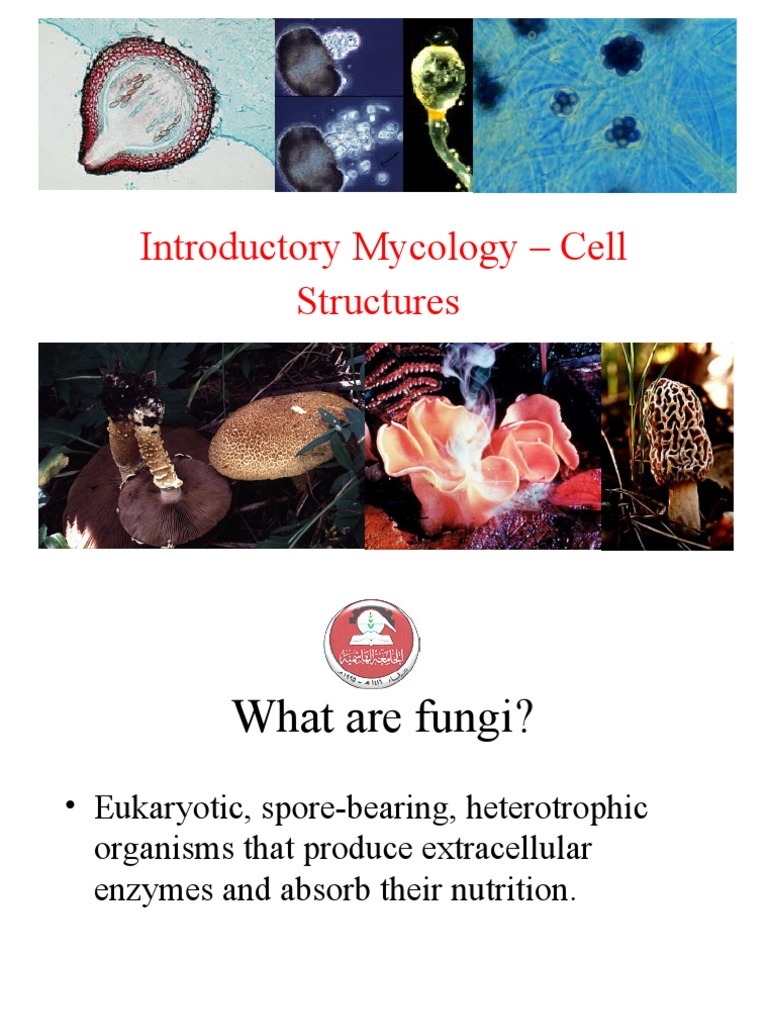 Lecture 2 - Cell Structures | PDF | Fungus | Ploidy