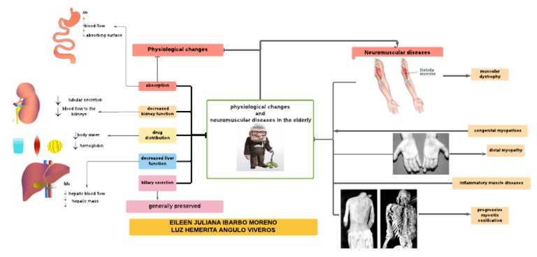 Neuromuscular Diseases Physiological Changes: Eileen Juliana Ibarbo ...