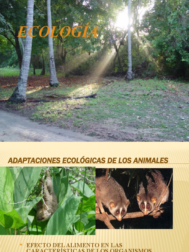 Adaptaciones Ecológicas de Animales | PDF | Mimetismo | Depredación