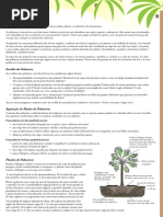 Raízes Adventícias: Exemplos e Funções | PDF | Raiz | Morfologia vegetal