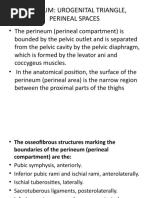 Perineal Region | PDF | Pelvis | Clitoris