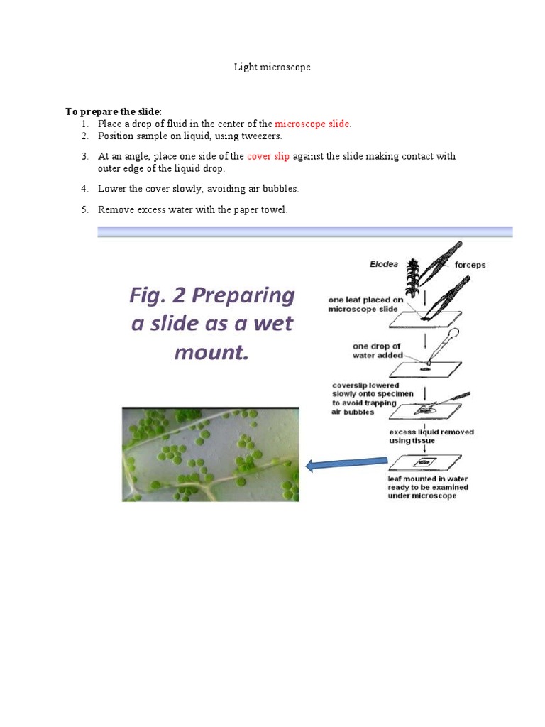 To Prepare The Slide:: Microscope Slide Cover Slip | PDF