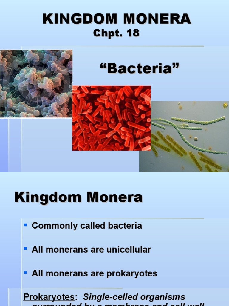 Kingdom Monera " Bacteria" | PDF | Bacteria | Gram Positive Bacteria