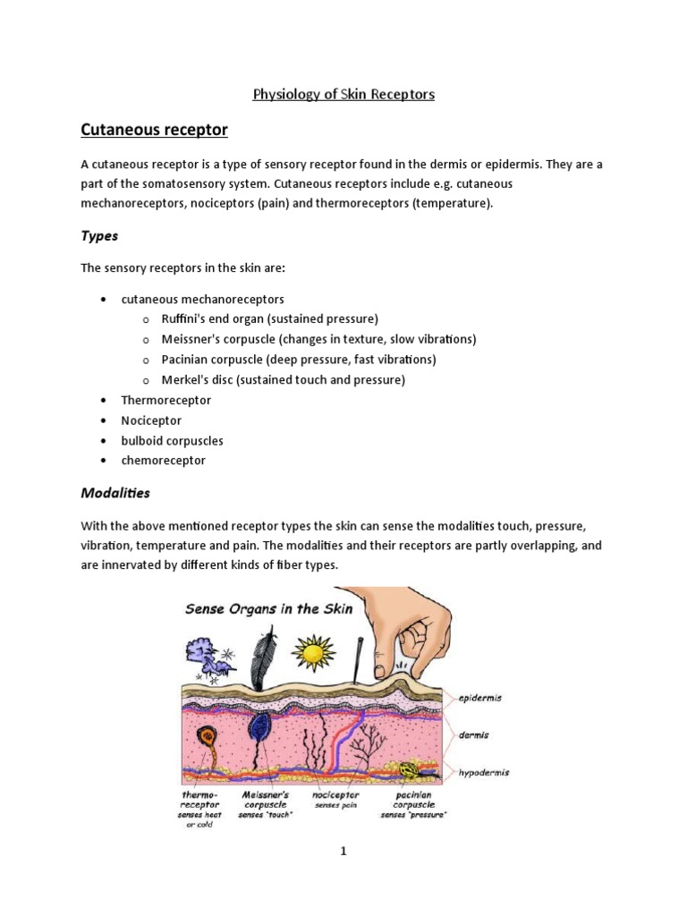 Physiology of Skin Receptors | PDF | Somatosensory System | Biology