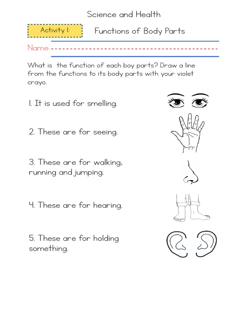 Body Parts Functions Worksheet | PDF