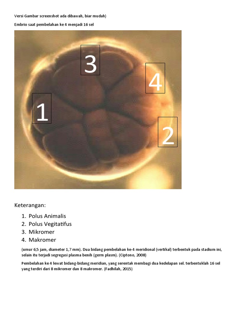 Pembelahan Embrio Katak: 16 dan 32 Sel | PDF | Sains & Matematika ...