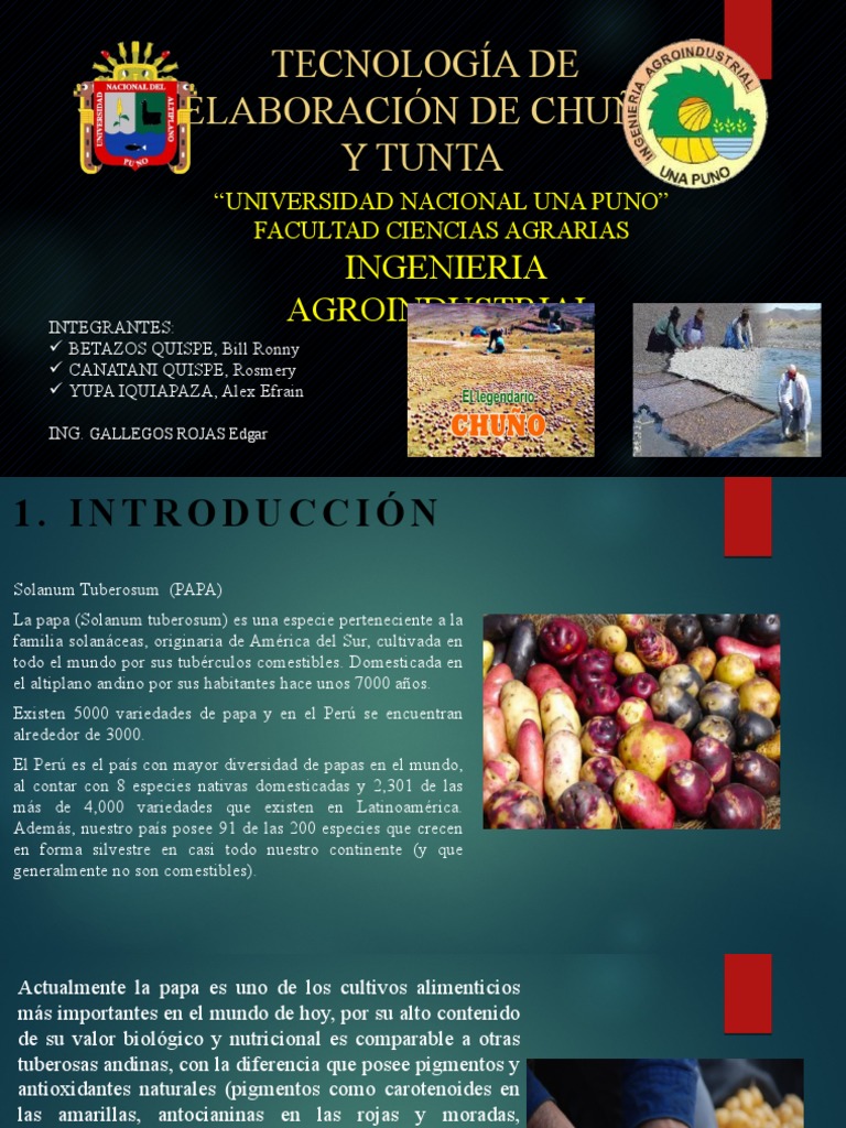 Elaboración de Chuño y Tunta en Perú | PDF | Patata | Alimentos