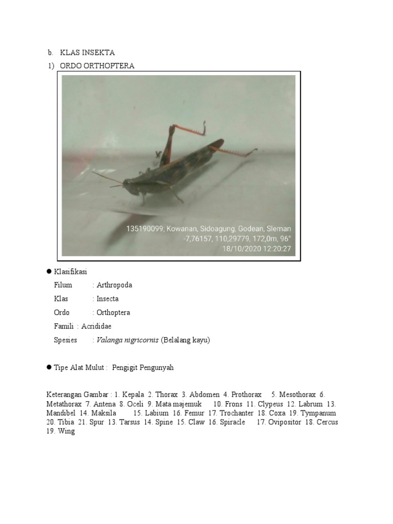 Belalang Klasifikasi | PDF