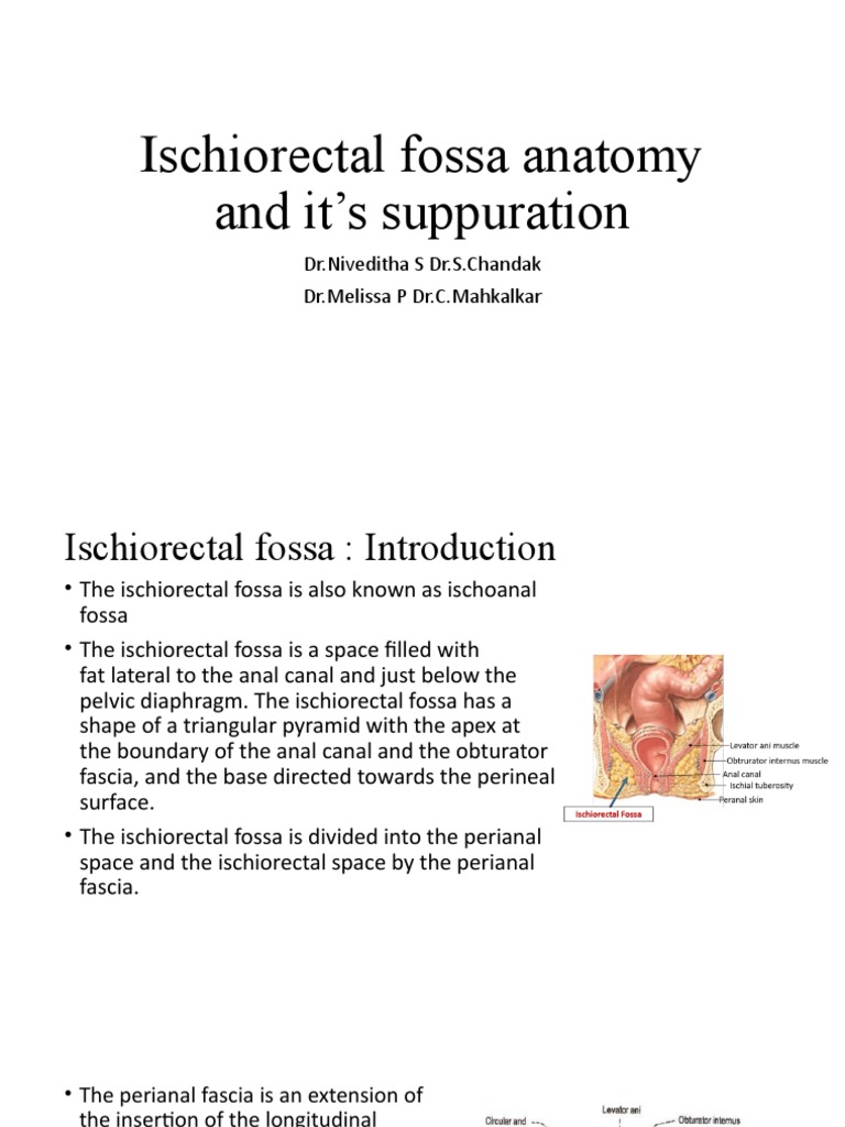 Ischiorectal Fossa Anatomy and It's Suppuration: DR - Niveditha S Dr.S ...