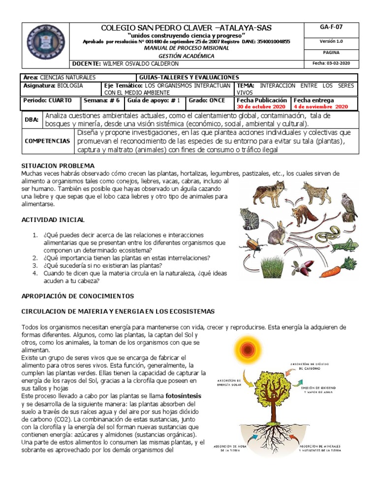 Guia - 1 - Interaccion Entre Los Seres Vivos - 11° - P4 | PDF | Plantas ...