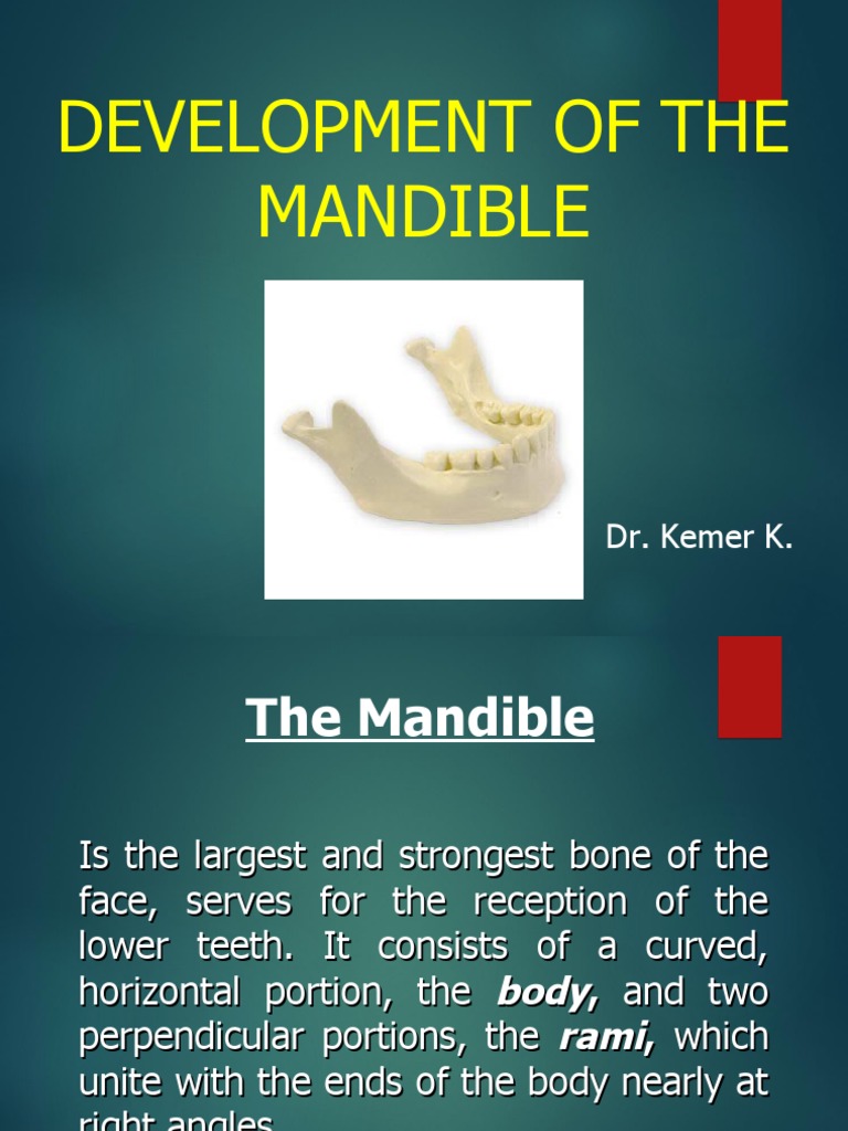 4.development Mandible | PDF | Human Anatomy | Anatomy