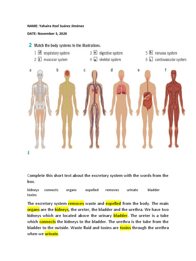 The Human Body Exercise 2 (1º) | PDF