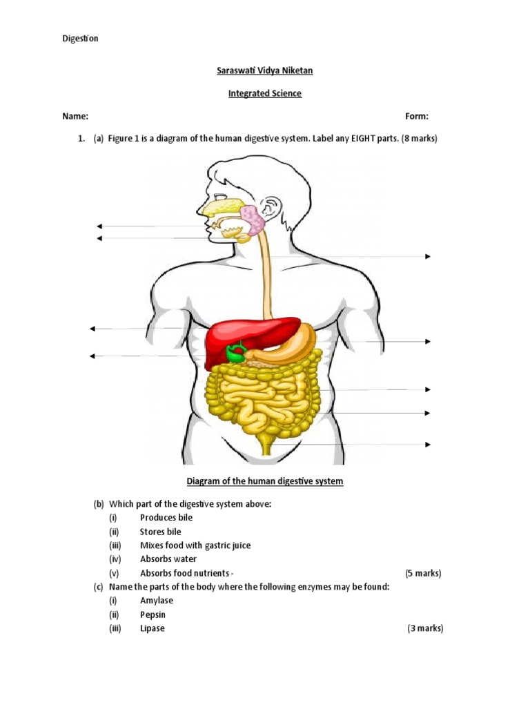 Human Digestive System Diagram Labeled For Class 7