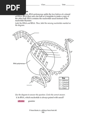 Label The Image Of Rna Polymerase