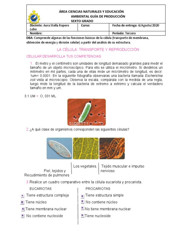 Celula Estructura Lectura | PDF | Biología Celular) | Plantas