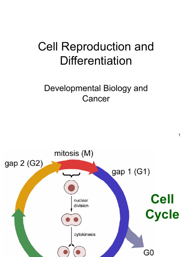 05 - Cell Reproduction and Differentiation | PDF | Neoplasms ...