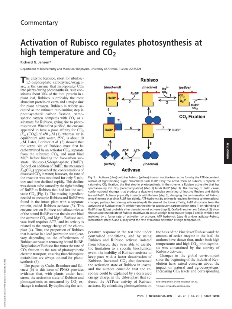 Activation of Rubisco Regulates Photosynthesis at High Temperature and ...