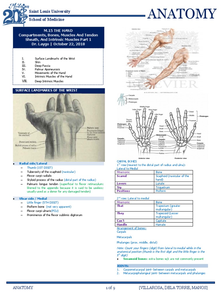 M.15 The Hand Part 1 by DR Laygo | PDF | Thumb | Hand