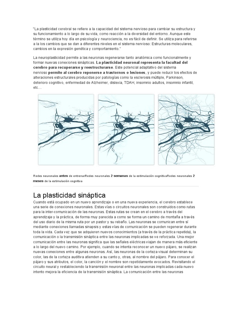 La asombrosa capacidad de cambio y adaptación del cerebro: Una revisión ...