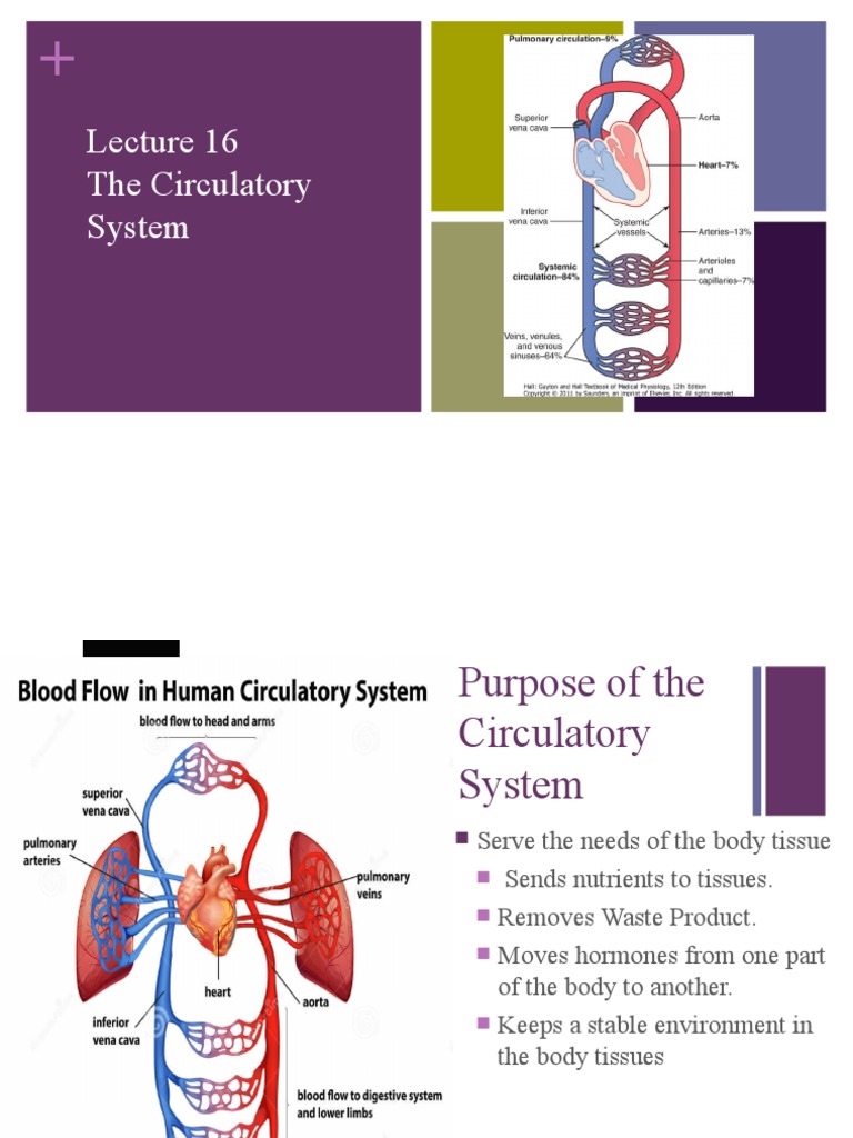 Lecture - 16 The Circulatory System | PDF | Blood Pressure ...