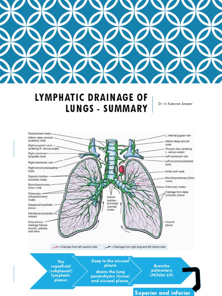 Lymphatic Drainage of Lungs - Summary | PDF | Art