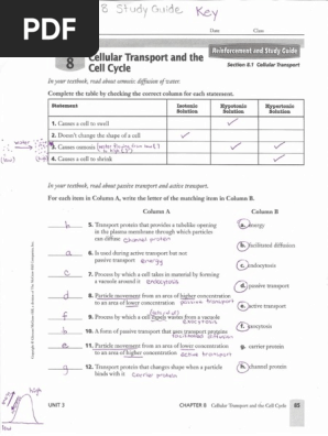 Cellular Transport And The Cell Cycle Worksheet Introduction To
