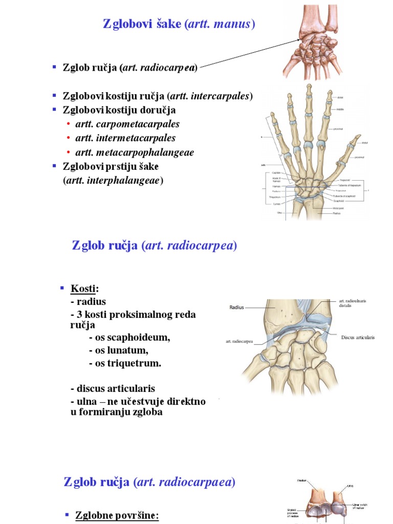 Zglobovi Šake | PDF
