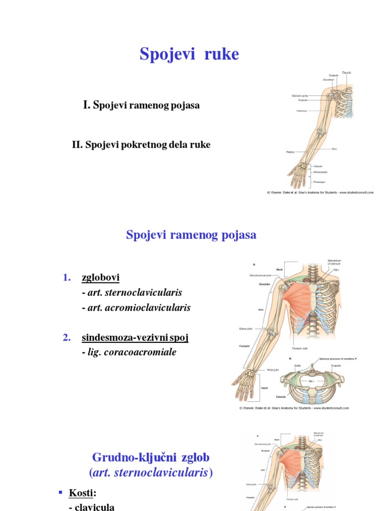 Zglobovi Ramenog Pojasa I Zglob Ramena | PDF