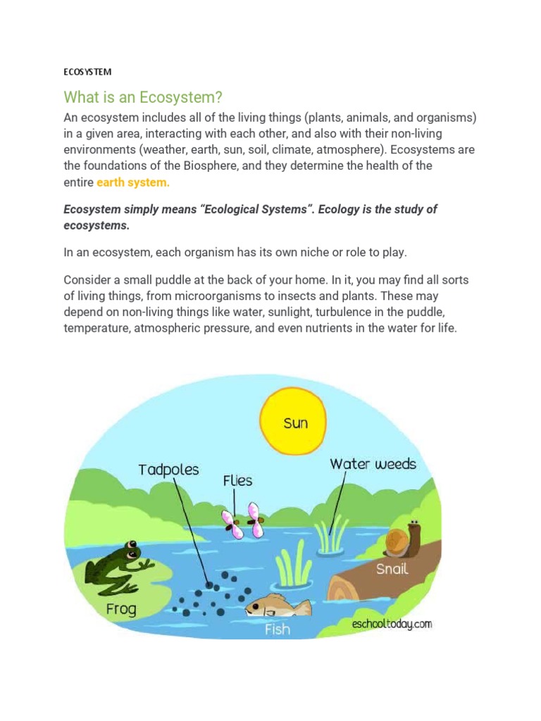 ECOSYSTEM Environmental Science | PDF | Ecosystem | Natural Environment