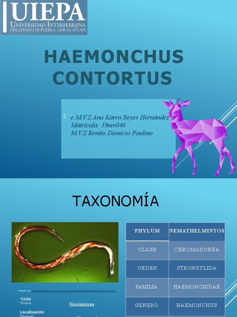 Ciclo de vida de Haemonchus contortus | PDF | Digestión | Diarrea