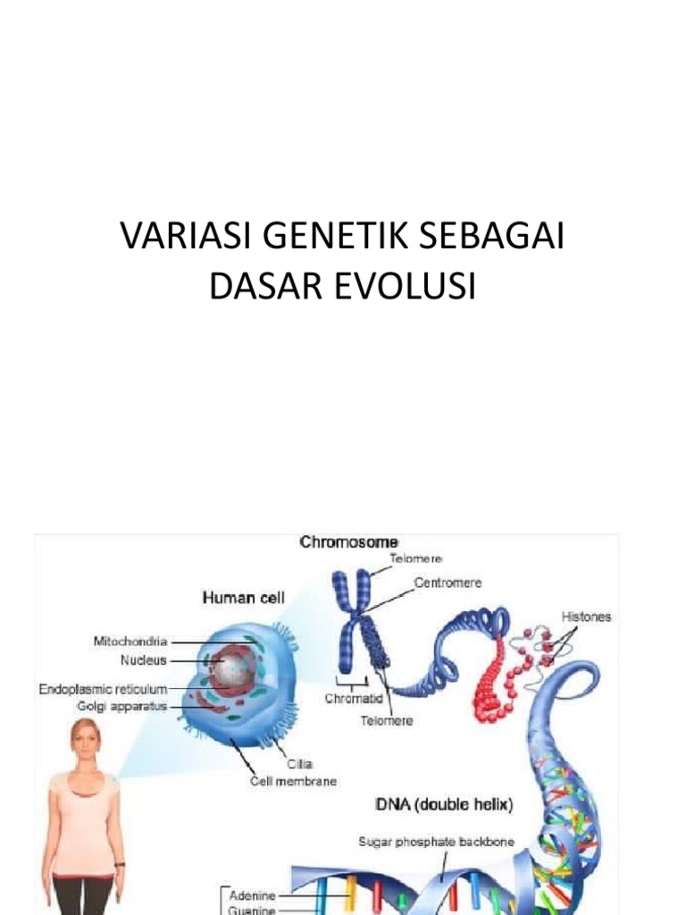 Variasi Genetik Sebagai Dasar Evolusi | PDF | Kesehatan Holistik ...