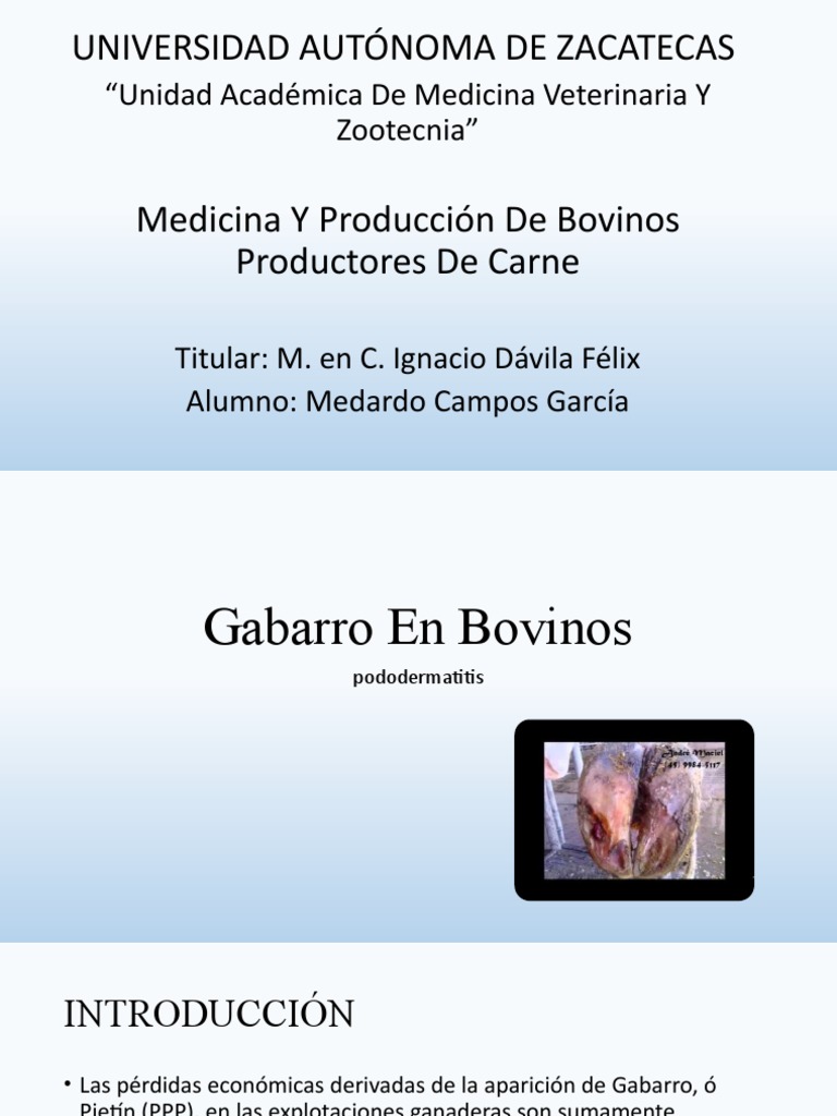 Tratamiento del Gabarro en Bovinos | PDF | Vacas | Enfermedades y ...