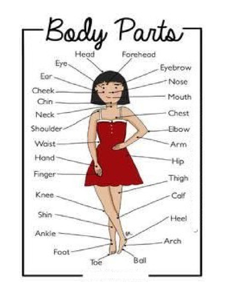 Materi Parts of Human Body Jessie | PDF