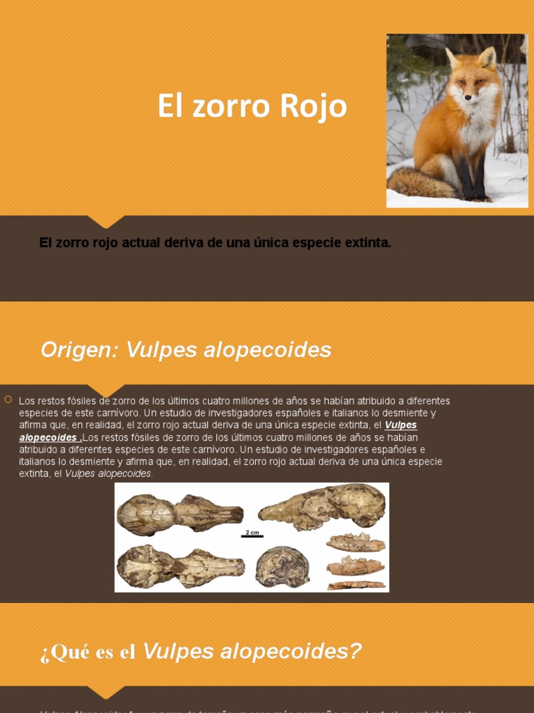 Evolución del Zorro | PDF