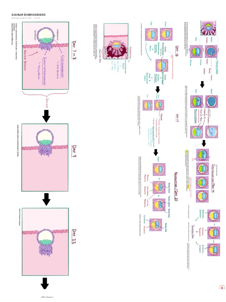 Gambar Embriogenesis | PDF