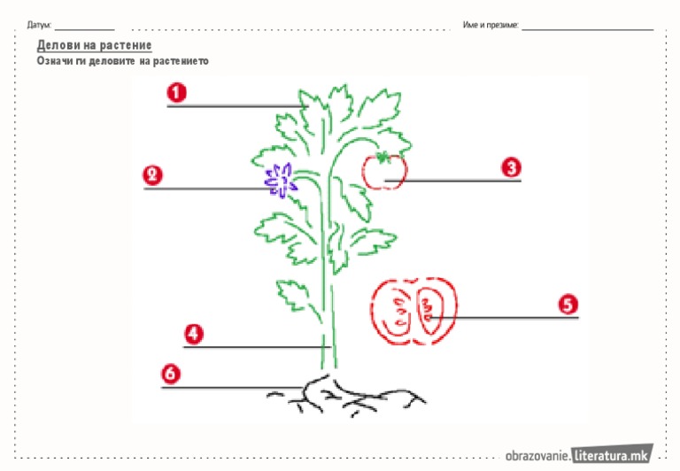 PN 5 II 43 Delovi Na Rastenie NASTAVNO LIVCE | PDF