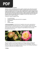 Planting System in Orchards | PDF | Rectangle | Orchard