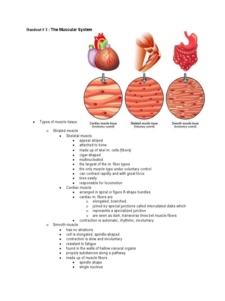 Muscular System Educ | PDF | Skeletal Muscle | Anatomical Terms Of Motion