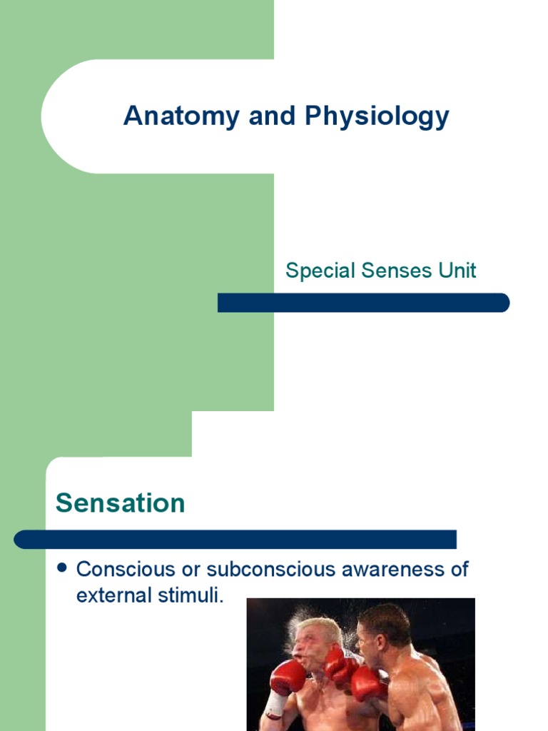 Anatomy and Physiology: Special Senses Unit | Download Free PDF ...