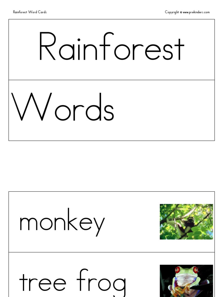 Rainforest Word Cards | PDF